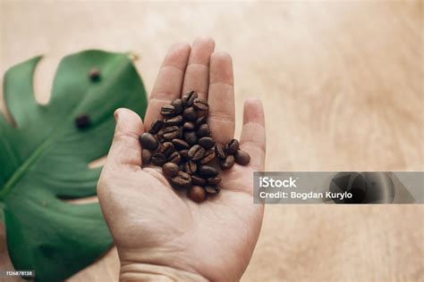 볶은 커피 콩 녹색 나무의 손에 배경 빛에서 나뭇잎 커피 콩의 개념 에너지와 향기가 아침 뜨거운 음료를 수집 공간에 복사 합니다 녹색 환경 기술 0에 대한 스톡 사진 및