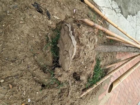 陳美雅踢爆高雄路樹包尿布易倒 工務局對廠商開罰 政治快訊 要聞 Nownews今日新聞