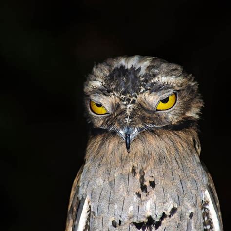 Cute Little Owl With Yellow Eyes Potoo Bird Images Potoo Bird