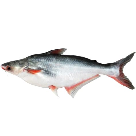 Cá Ba Sa đông Lạnh