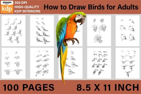 How To Draw Birds For Adults Graphic By BreakingDots Creative Fabrica