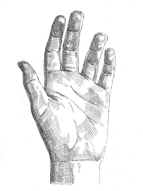 Drawing Techniques Hatching