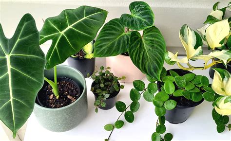 The Plant Vault The Plant Vault Added A New Photo