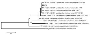 植物乳杆菌菌株 17 M 对梨火疫病菌的拮抗和保护活性 World Journal of Microbiology and