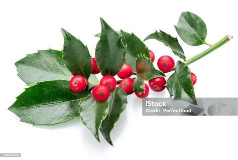 유럽 호랑가시나무 또는 Ilex 가지 와 열매 와 백색 배경 절연 통하고 있는 0명에 대한 스톡 사진 및 기타 이미지 Istock