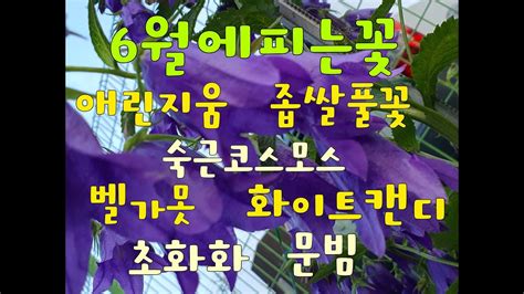 6월에피는꽃 애린지움 벨가못 숙근코스모스 매력있는야생화꽃 Youtube