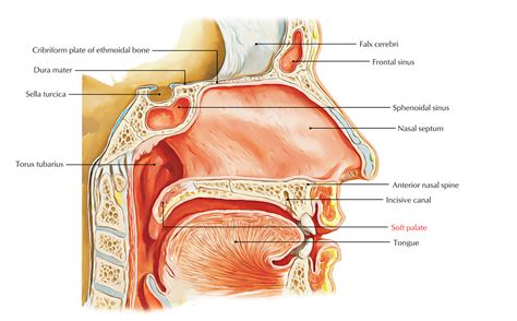 Soft Palate Earths Lab