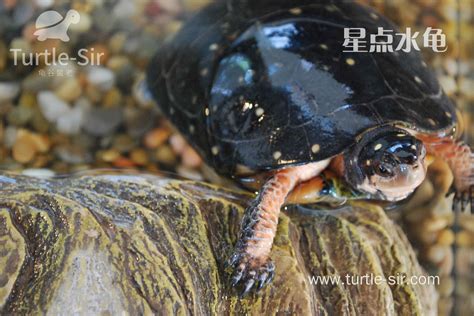 养龟技术 黄缘闭壳龟养殖场 星点水龟 潘氏闭壳龟 龟谷鳖老官网