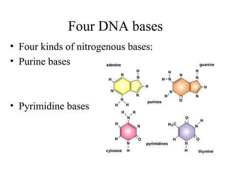 Dna And Rna Similarities And Differences Ppt