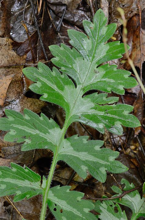 Hydrophyllum Macrophyllum Hairy Waterleaf Fsus
