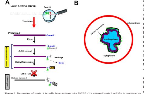 Progeria Cell Mutation