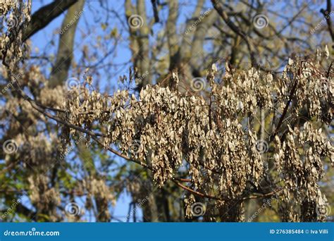 Tree Of Heaven Stock Photo Image Of Plant Ailanthus 276385484