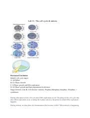 Understanding The Cell Cycle And Mitosis Course Hero
