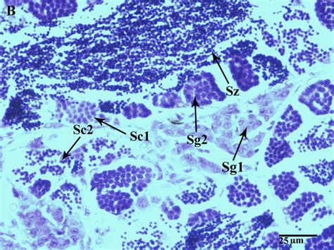 101 Questions With Answers In OVARY Science Topic