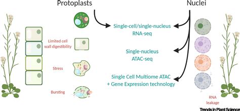 Plant Single Cell Multiomics Cracking The Molecular Profiles Of Plant Cells Trends In Plant
