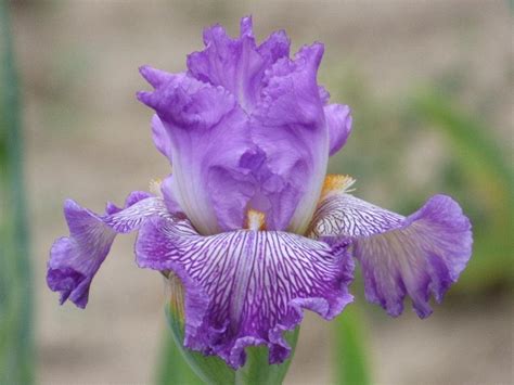 Migration Run Schreiners Gardens