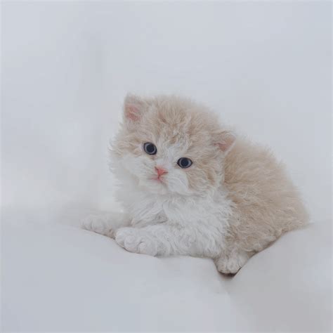 셀커크렉스 포돌 퍼스트캣ㆍ24시 고양이분양ㆍ전국 안심홈서비스