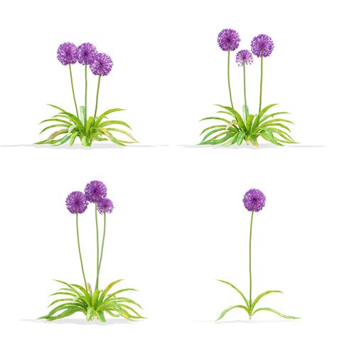 Allium Hollandicum Flower 3d Model Cgtrader