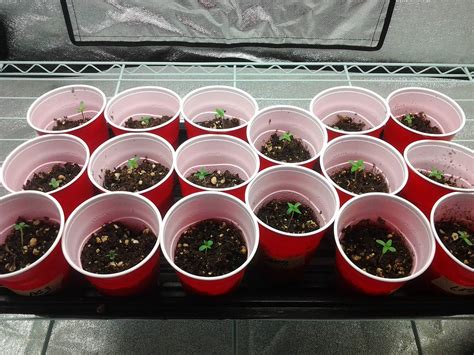 How To Tell Sex Of Cannabis Plants With Pictures Grow Weed Easy
