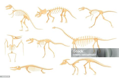만화 공룡 해골 공룡 선사 시대 뼈 화석 트리케라톱스 프테로다틸 티라노사우루스 박물관 벡터 세트를 위한 고대 해골 공룡에 대한 스톡 벡터 아트 및 기타 이미지 Istock