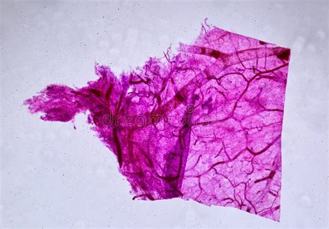 Life Under A Microscope Stock Photo Image Of Bacteria