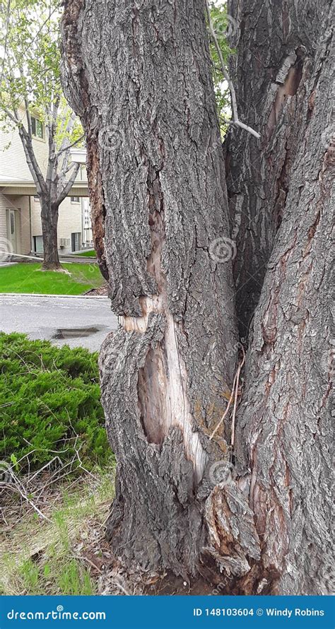 Peeling Tree Stock Photo Image Of Bark Landscape Nature 148103604