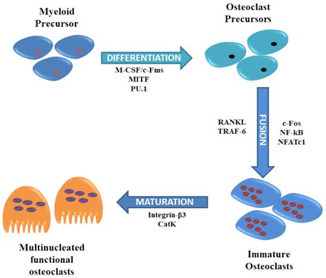 Molecules Involved In The Process Of Osteoclast Differentiation
