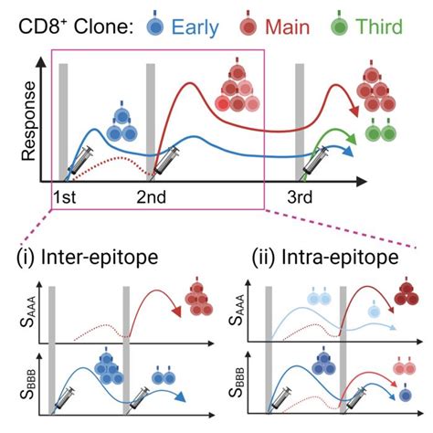 Memory T Cell Response To Succ IMAGE EurekAlert Science News Releases