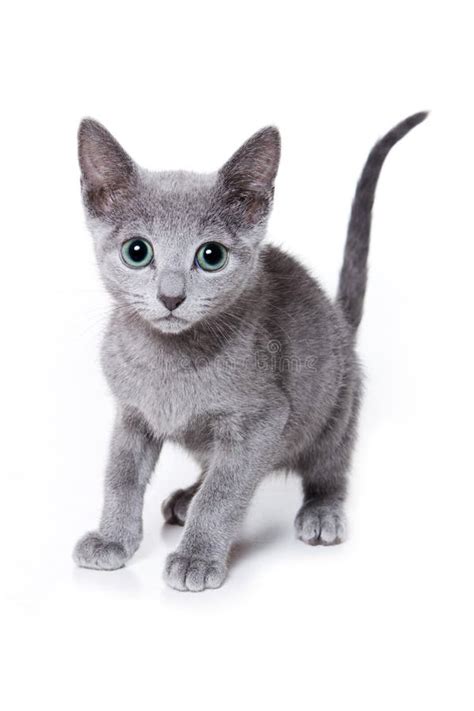 Russian Blue Kitten Stock Photo Image Of Studio Adorable