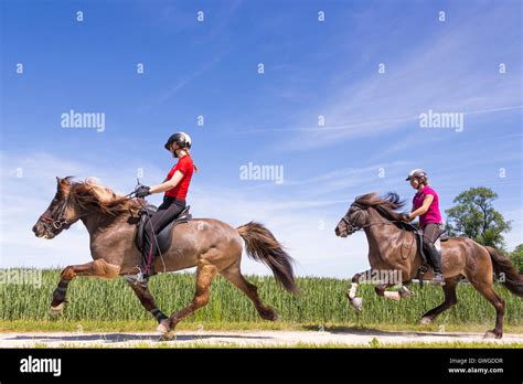 Icelandic Horse Two Gaits One Hores Being Ridden At The Flying Pace