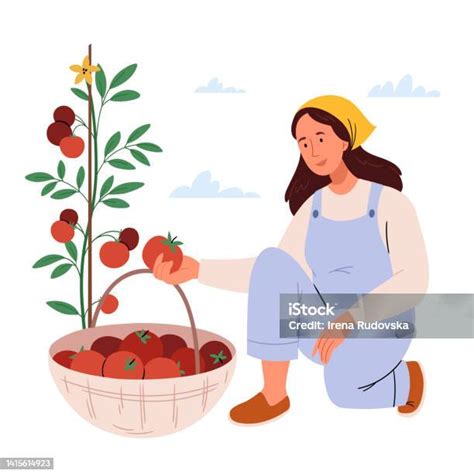 한 소녀가 나뭇 가지에서 토마토를 골랐습니다 수확 개념 흰색 배경에 고립 된 손으로 그린 플랫 벡터 일러스트레이션 토마토 채소에 대한 스톡 벡터 아트 및 기타 이미지