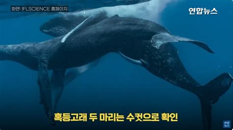 혹등고래 섹스 장면 세계 최초 영상 촬영 성공 포텐 터짐 최신순 에펨코리아