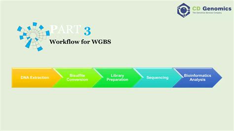 Principle And Workflow Of Whole Genome Bisulfite Sequencing Pptx