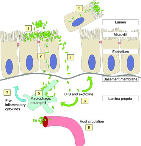 Suggested Model For Translocation Of A Salmonicida Across The Download Scientific Diagram