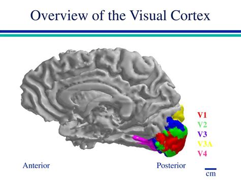 6 The Cortical Representation Ppt Download