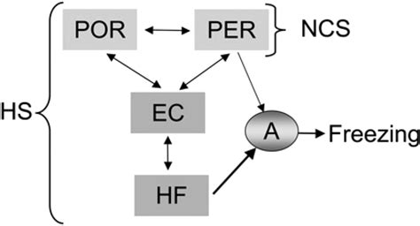 Context Representations Context Functions And The Parahippocampal