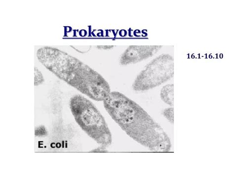 PPT Prokaryotes PowerPoint Presentation Free Download ID