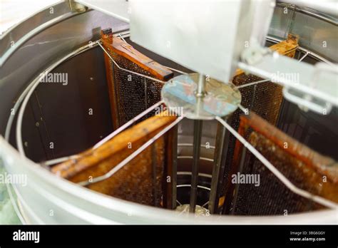 Apiculture Growing Bee In Agriculture Farm Process For Honey Extract