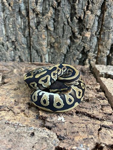 Mojave Royal Python Birmingham Reptiles
