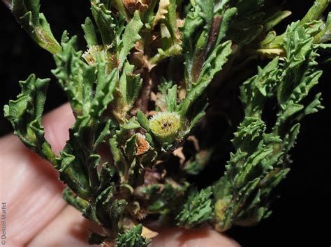 Centipeda Thespidioides