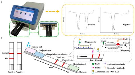 The Working Principle Of The Recombinase Polymerase Amplification Download Scientific Diagram