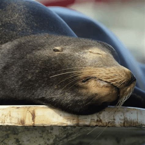 Funny Seal Goodnight Side Eye 