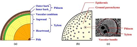 Structure Of A Cross Section Of A Typical Tree Trunk Compared With Download Scientific