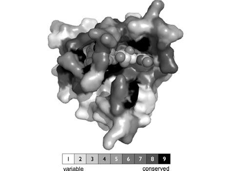 6 Consurf Conservation Scores Mapped On Pdb Structure 1p4m Note The