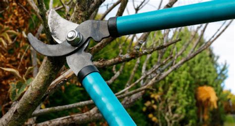 Tree Pruning Or Tree Removal What S Best For Your Garden KULFIY COM