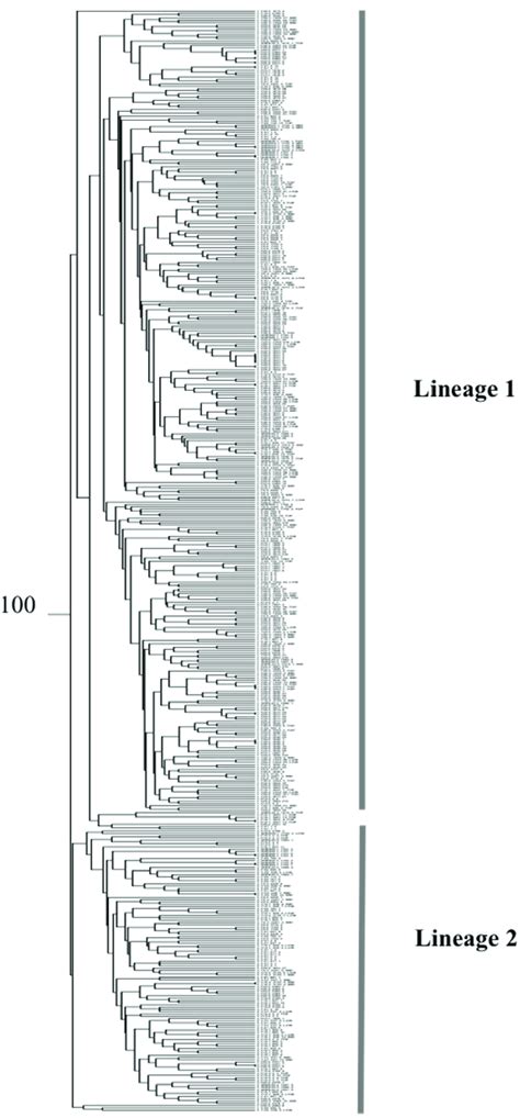 unweighted pair group method using arithmetic means upgma dendrogram