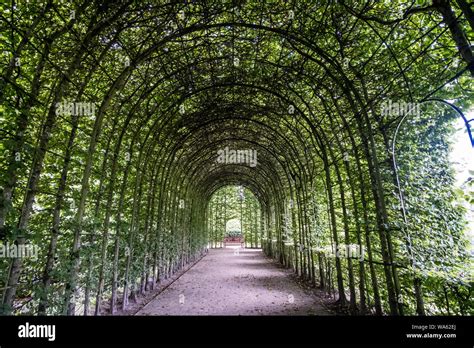 Walkway Through Tunnel Filled With Trees Stock Photo Alamy