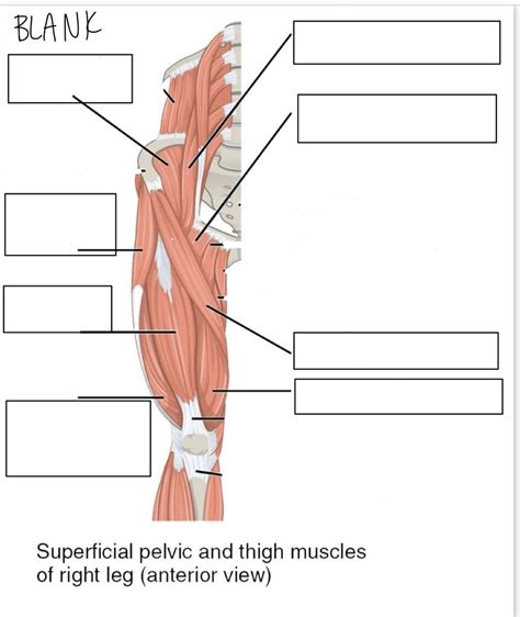Anterior Muscles Of Thigh Quiz 1 Diagram Quizlet