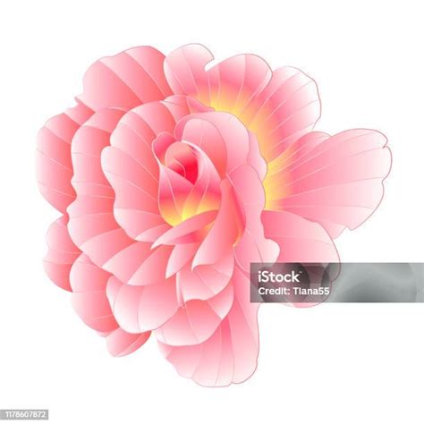 편집 가능한 흰색 배경 벡터 일러스트에 주황색 중앙 수채화가 있는 핑크 장미 꽃 나무에 대한 스톡 벡터 아트 및 기타 이미지 꽃 나무 꽃 꽃의 구조 꽃 식물 Istock