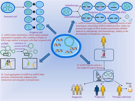 Ecdna Challenging Genetics Principles
